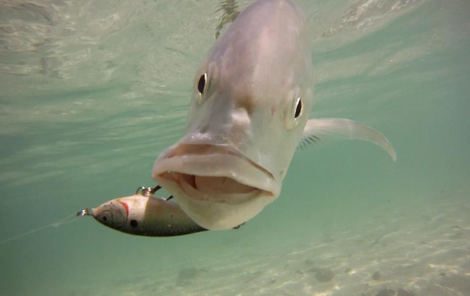 March Fishing Report For Marathon - Angling Adventures Florida Keys ...