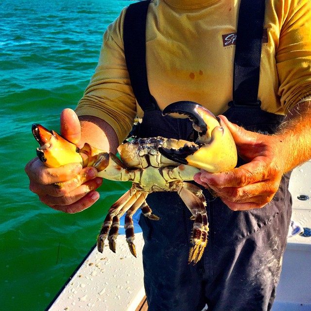 Stone Crab Traps: Fun Day For Recreational Crabbers