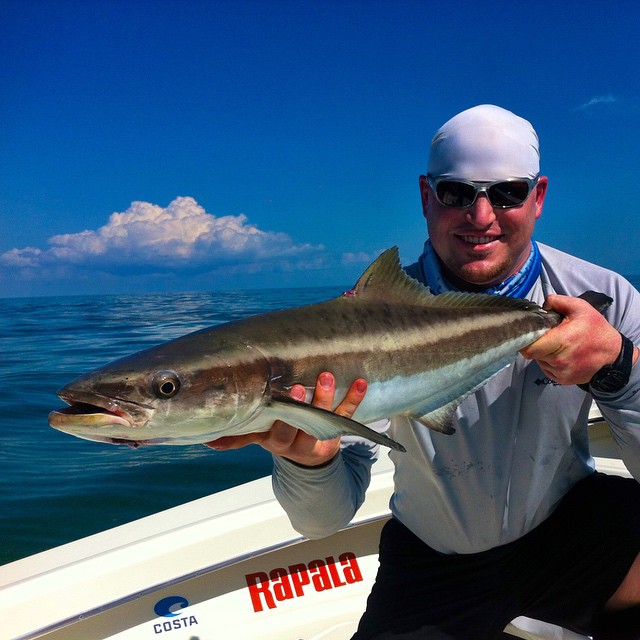 Cobia Fishing In Marathon Bite Is On