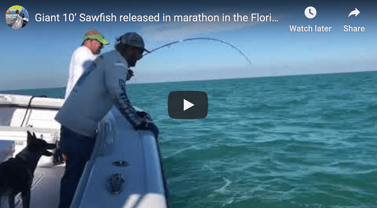 Giant Sawfish Released - Angling Adventures Florida Keys Fishing Trips
